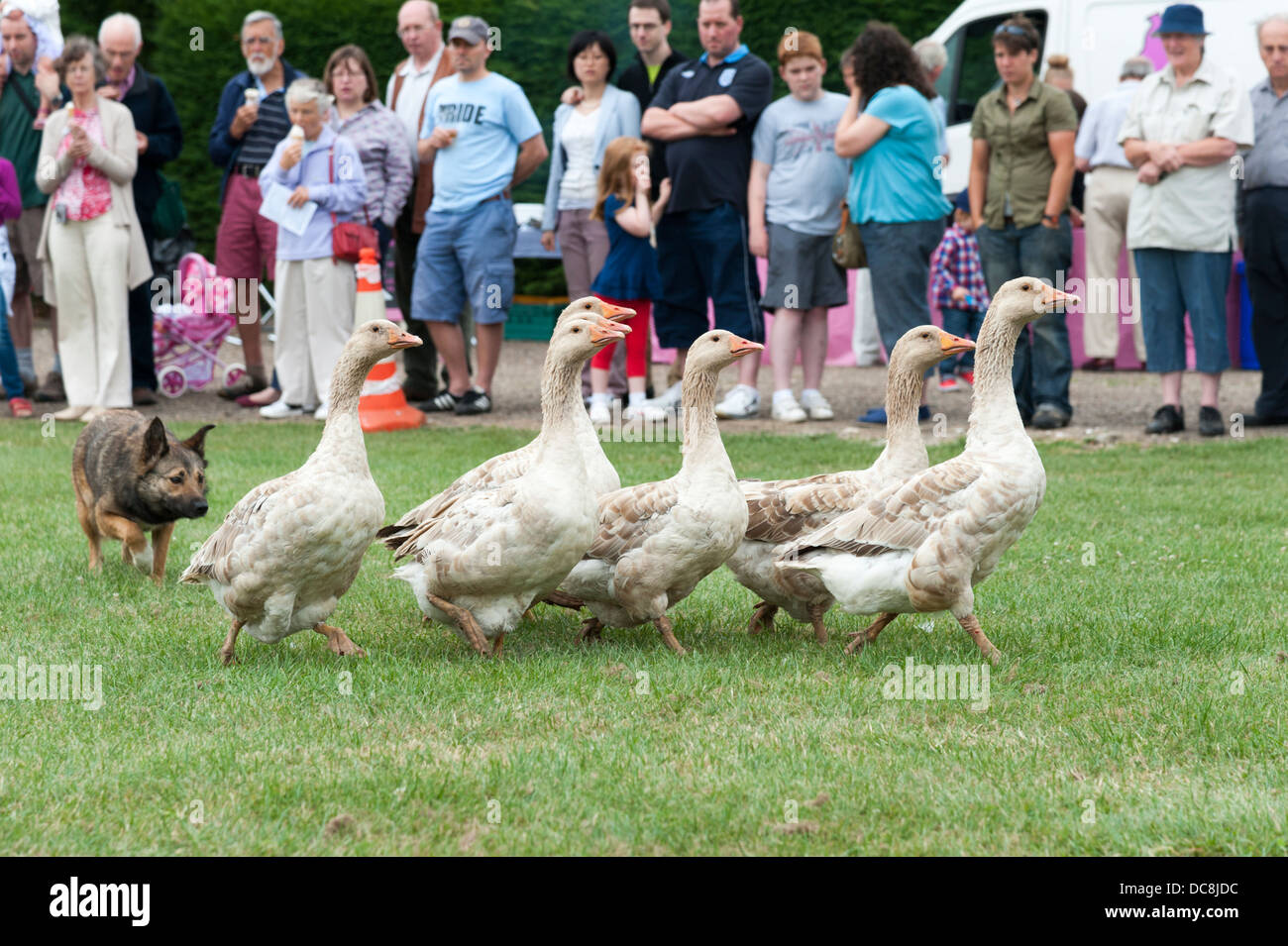 A sheep dog demonstration at a country show using geese Stock Photo - Alamy