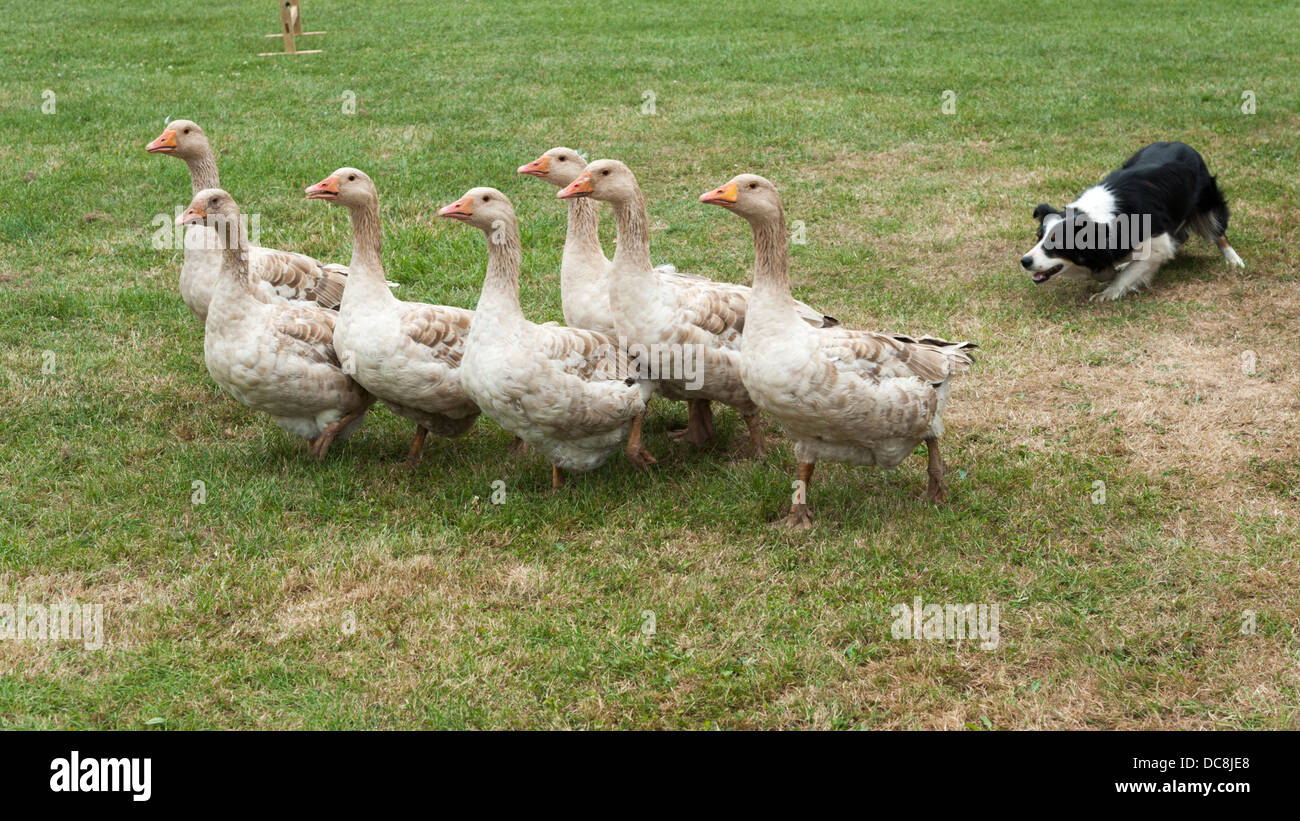 A sheep dog demonstration at a country show using geese Stock Photo - Alamy