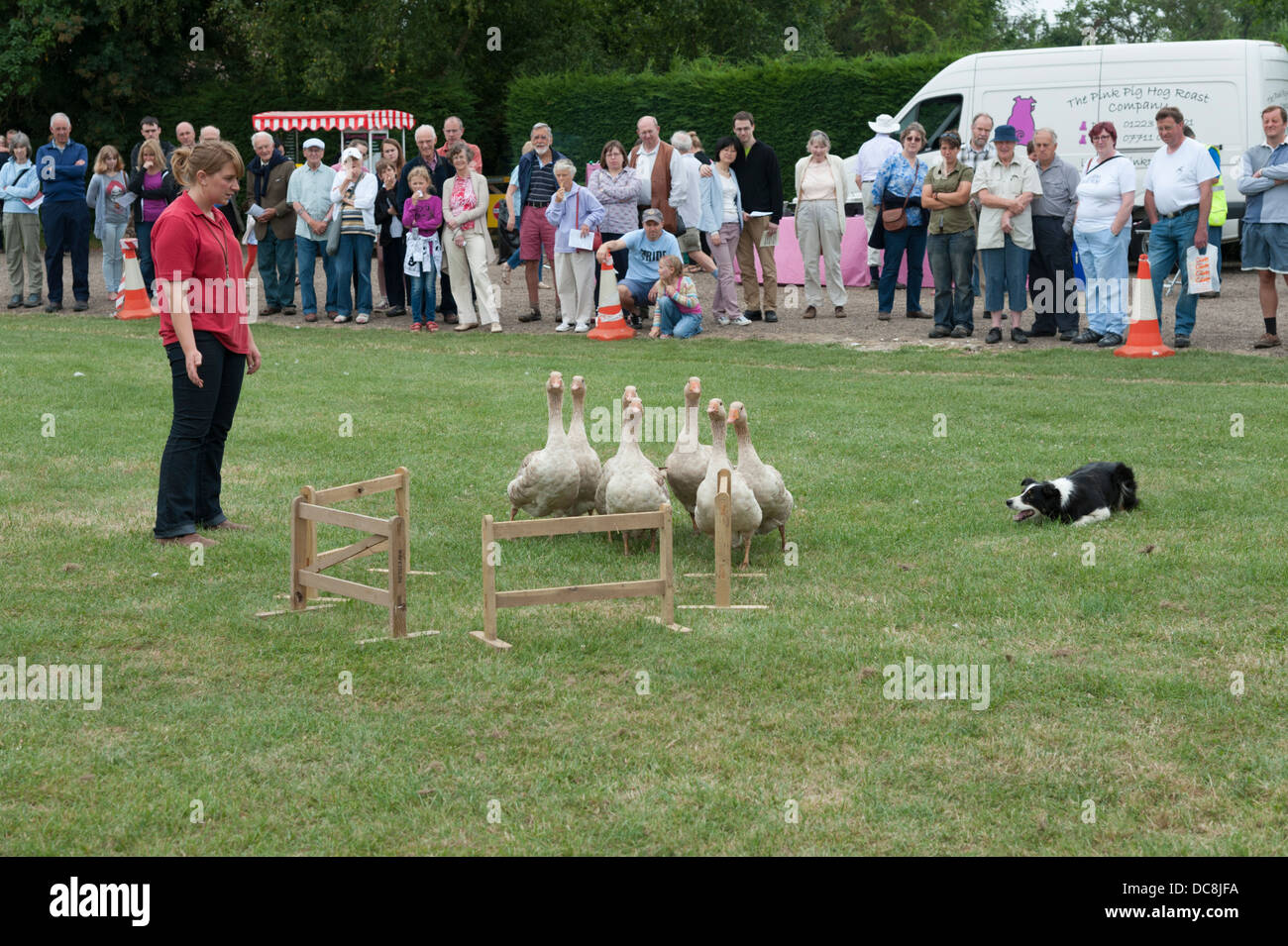 A sheep dog demonstration at a country show using geese Stock Photo - Alamy