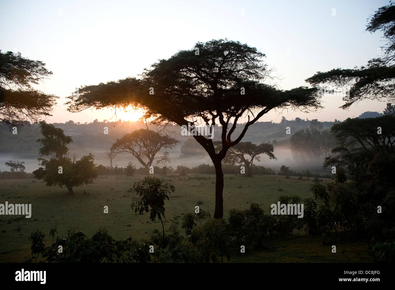 Jimma ethiopia hi-res stock photography and images - Alamy