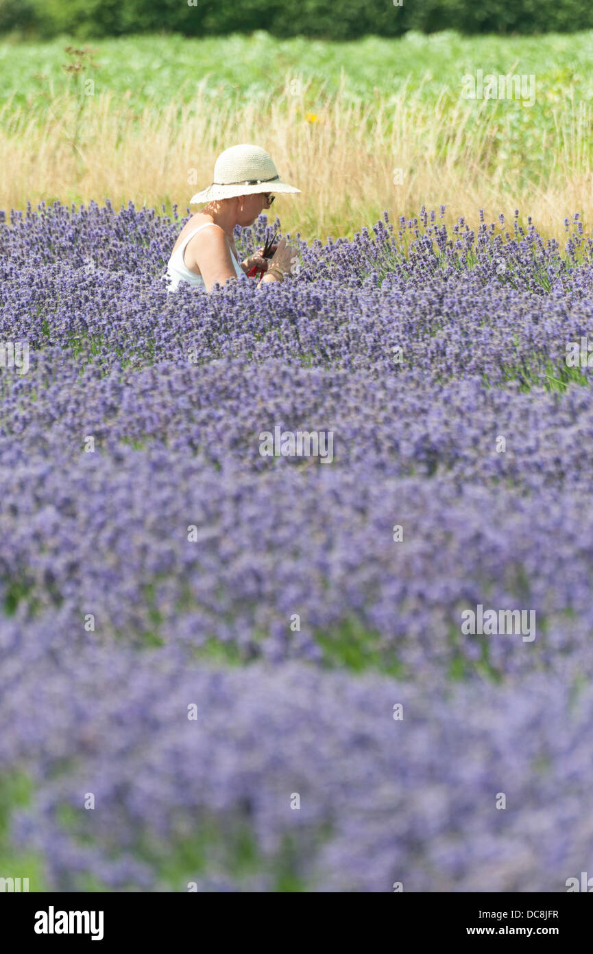 Woman picking lavender in a field Stock Photo - Alamy