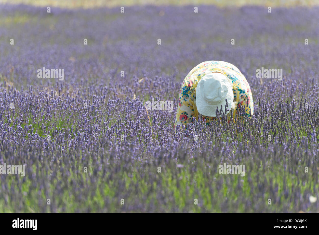 Woman picking lavender in a field Stock Photo - Alamy