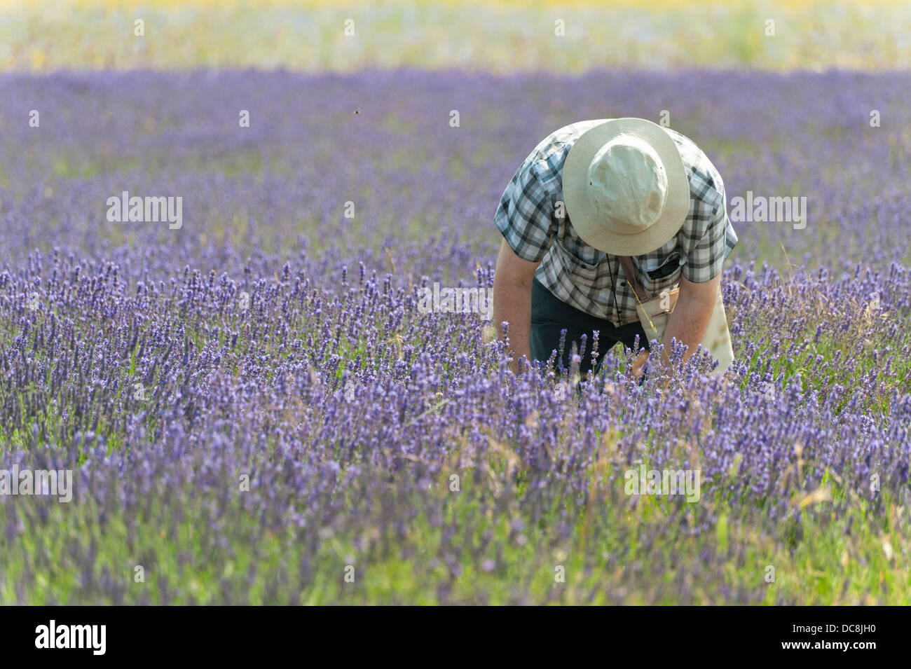 Pick lavender hi-res stock photography and images - Alamy