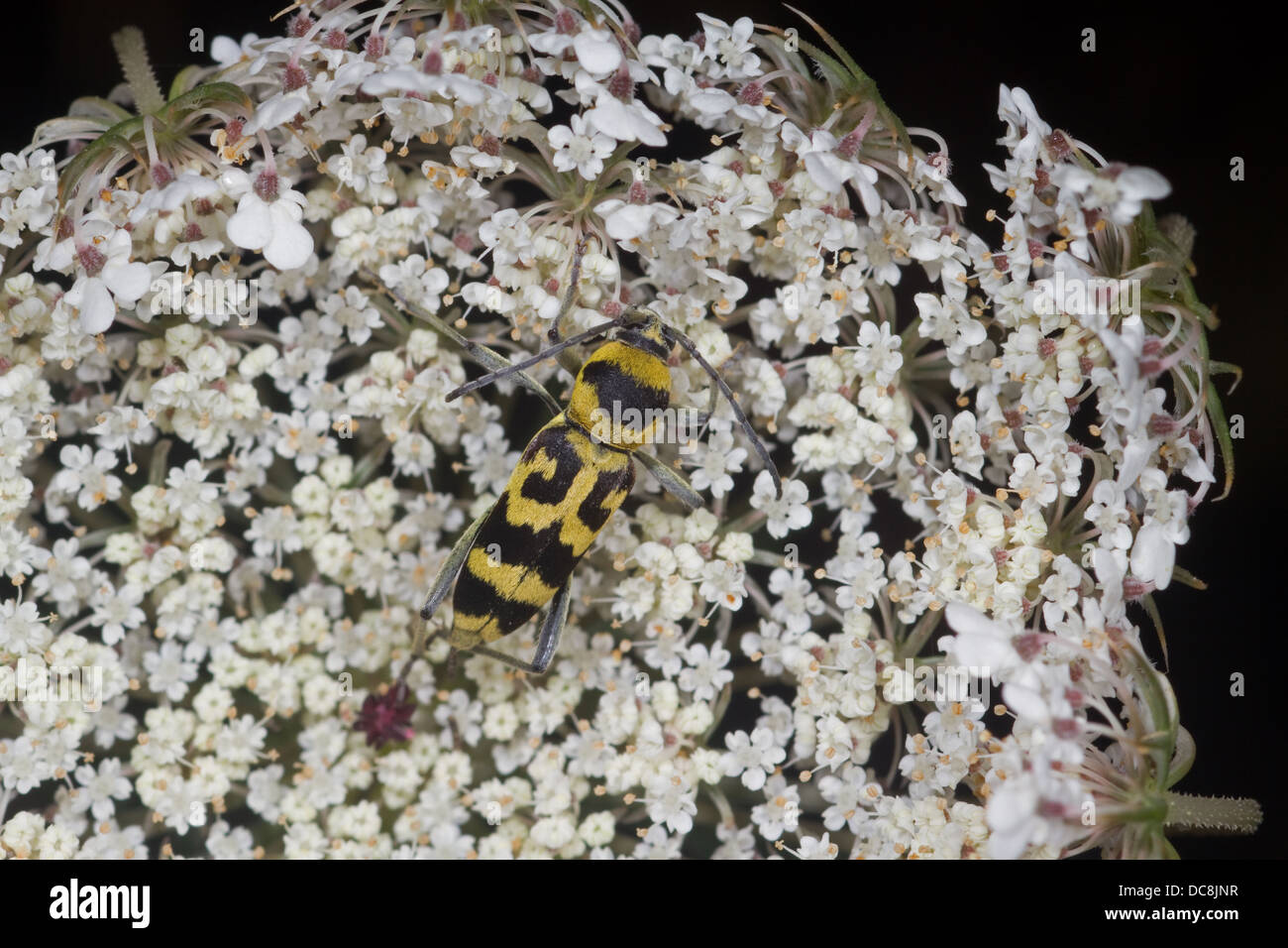 Beetle on flower. Corfu. Insect Stock Photo - Alamy