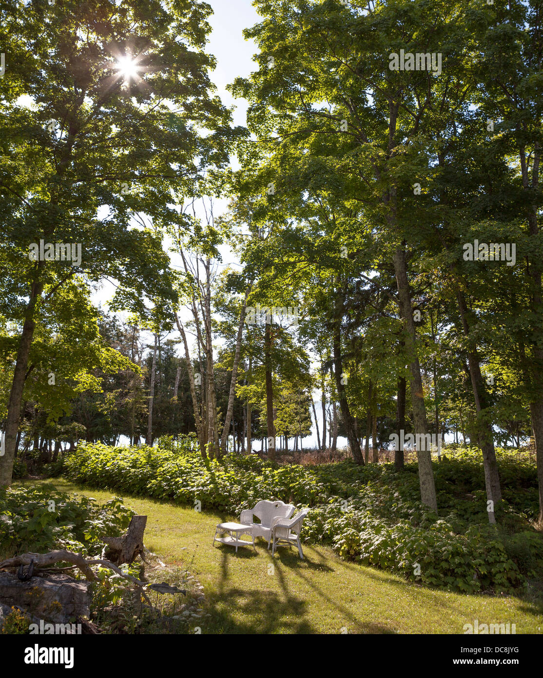 Sunlight streams through the woods on Washington Island, Wisconsin ...