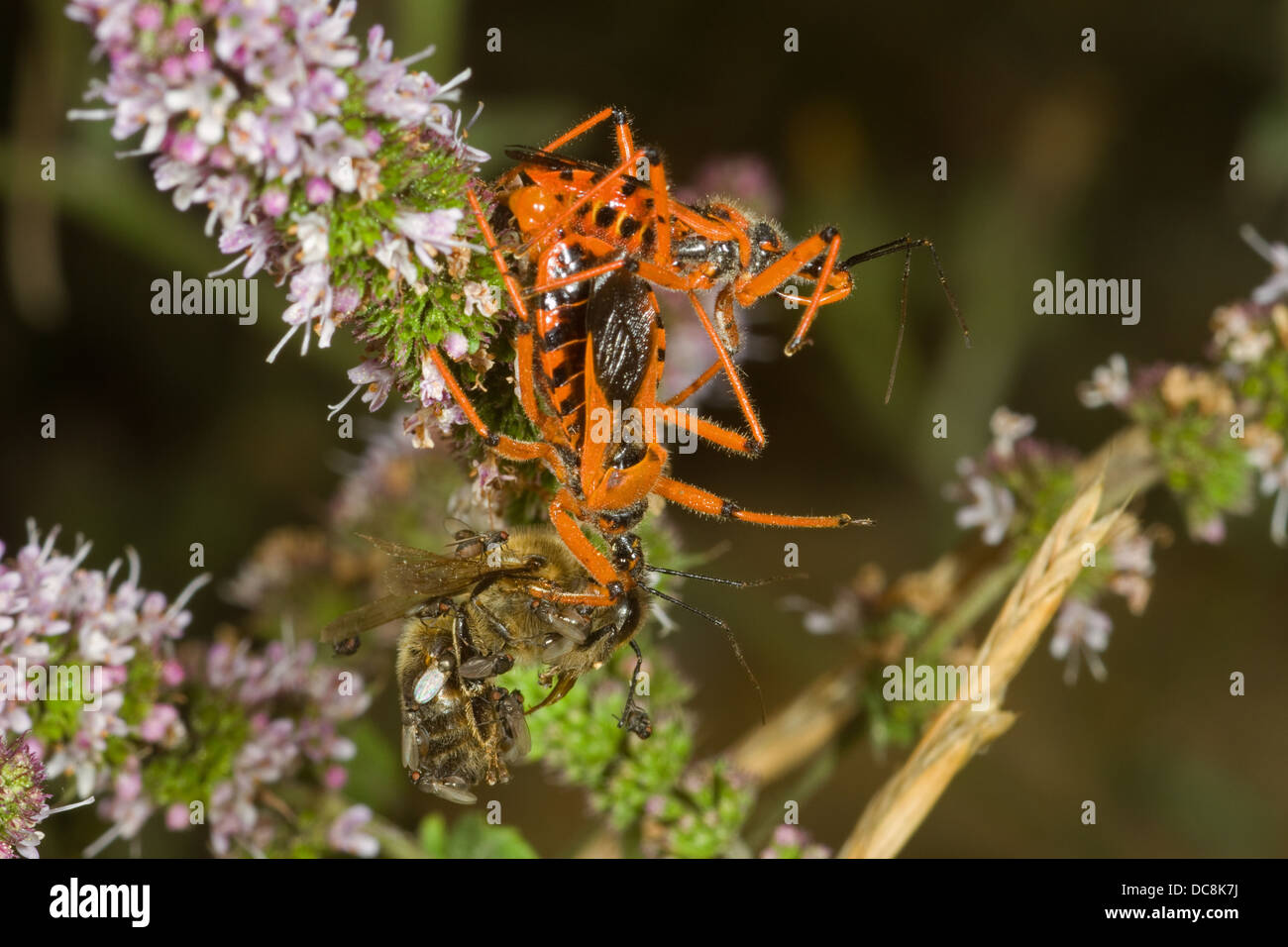 Assassin bugs mating. Corfu. Greece Stock Photo - Alamy