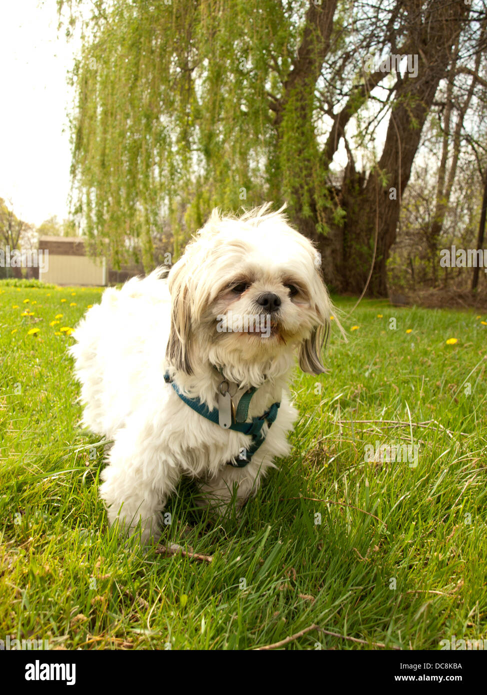 shih-tzu puppy running outside Stock Photo - Alamy