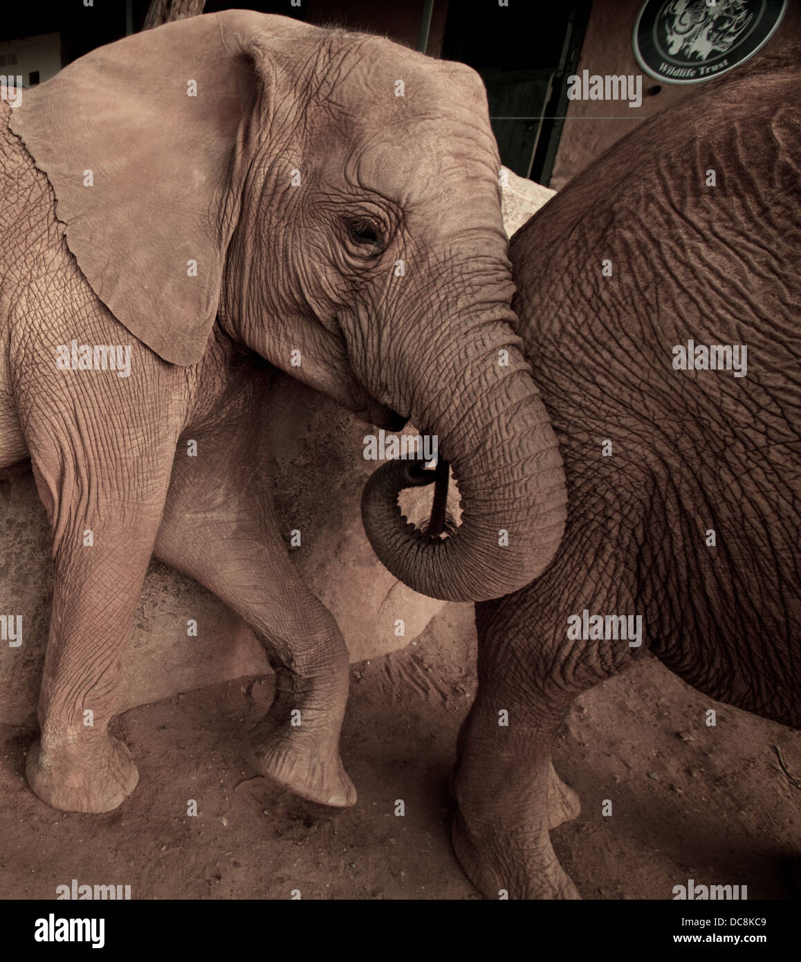 Orphan elephants at Sheldrick wildlife trust . Tsavo East. Kenya Africa ...