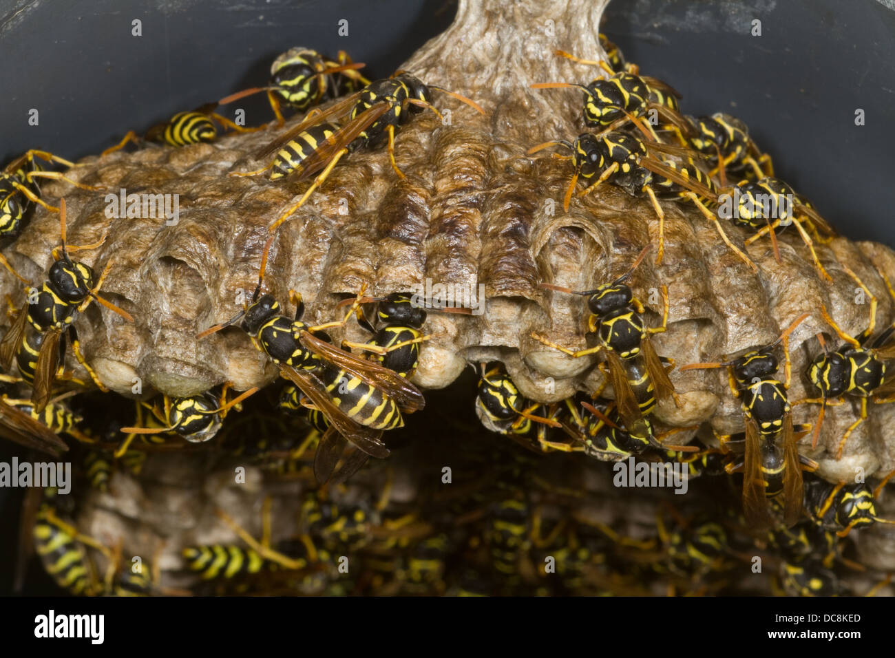 wasps on nest. Corfu. greece Stock Photo - Alamy