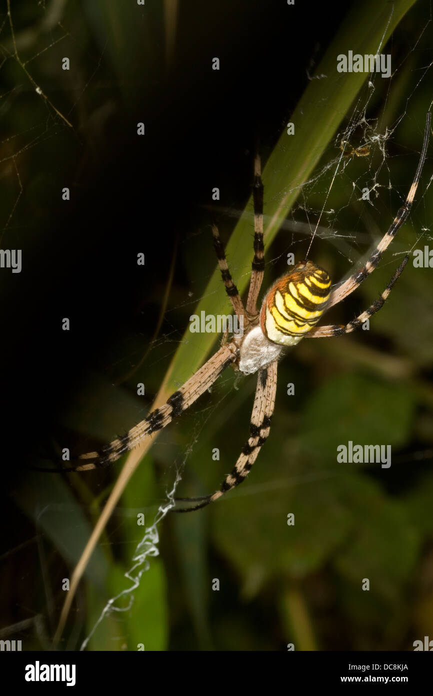 Spider fauna hi-res stock photography and images - Alamy
