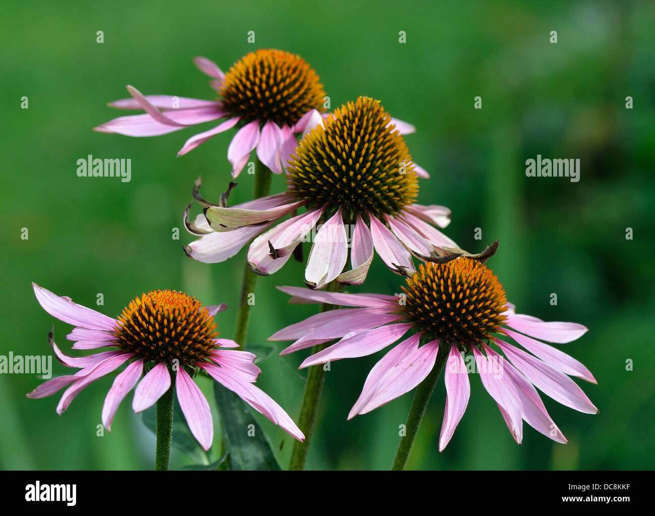 Purple Cone flowers close up Echinacea purpurea Stock Photo - Alamy