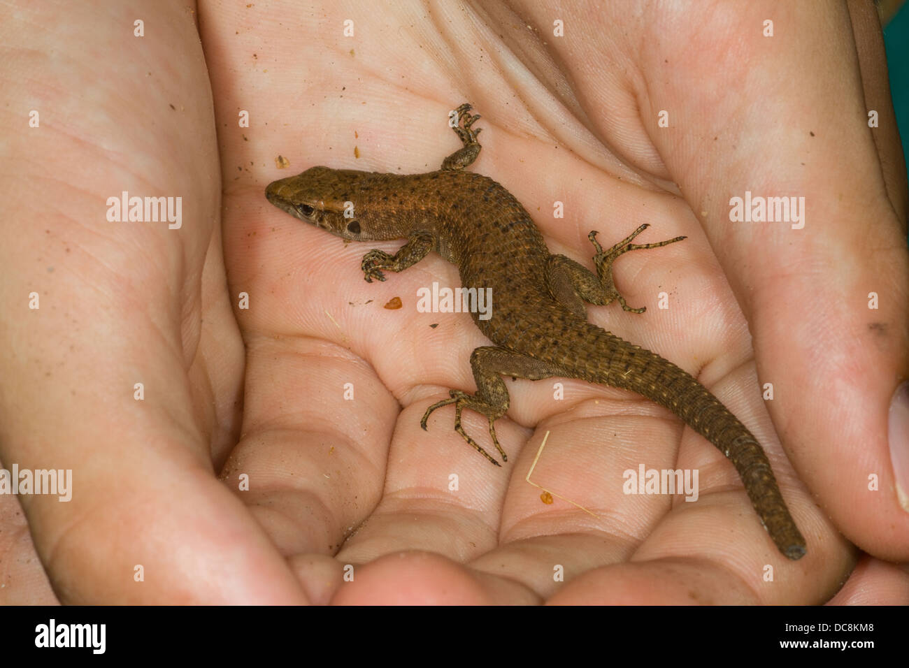 Lizard In Greece High Resolution Stock Photography and Images - Alamy