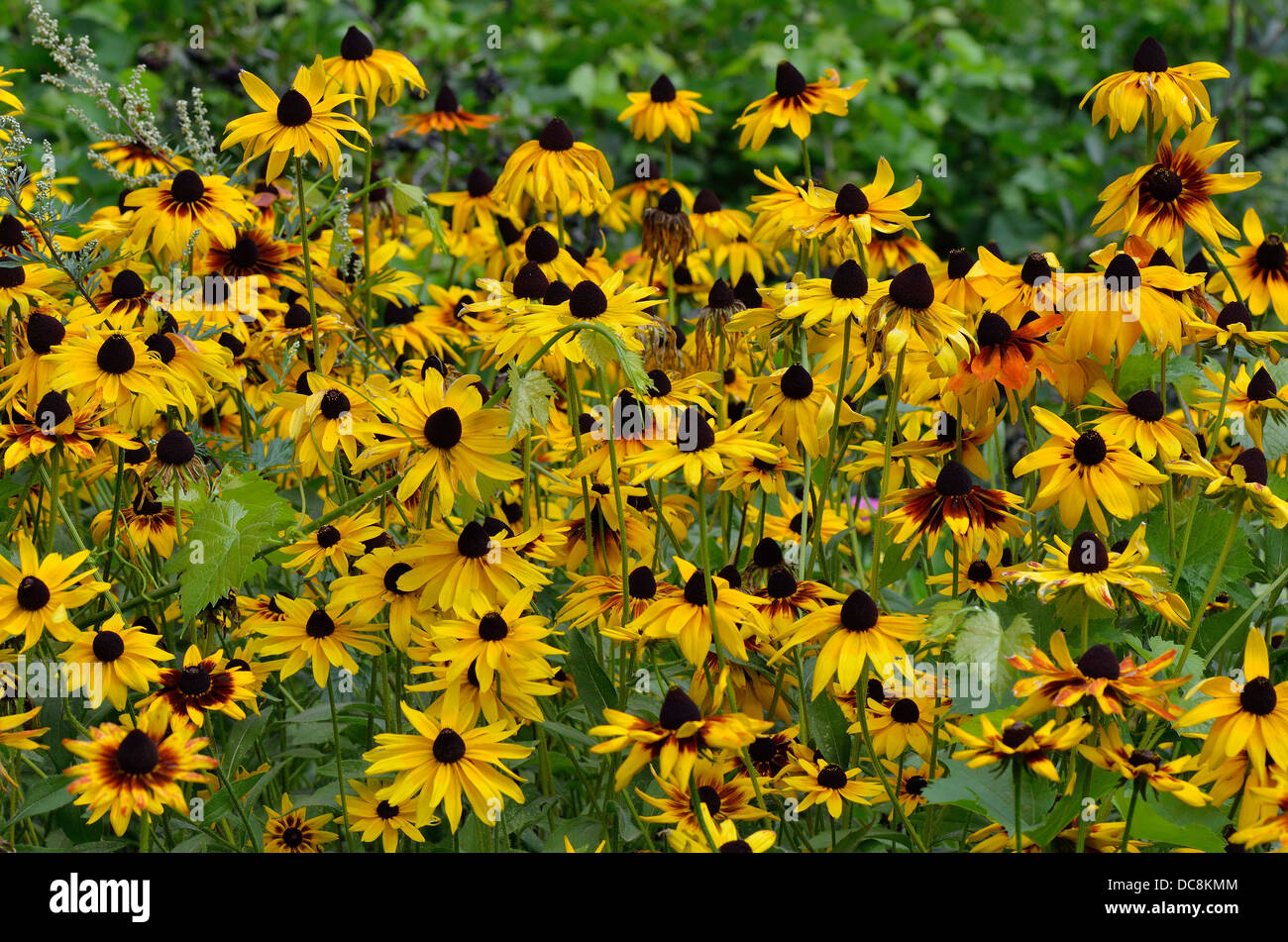 Rudbeckia bicolor yellow summer flowers Stock Photo - Alamy