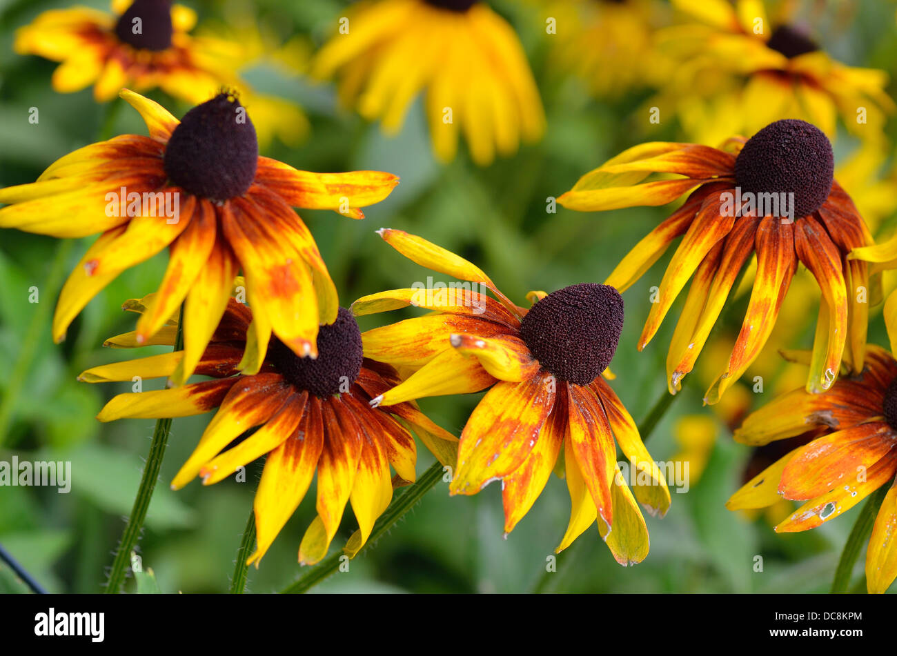 Rudbeckia bicolor yellow summer flowers Stock Photo - Alamy