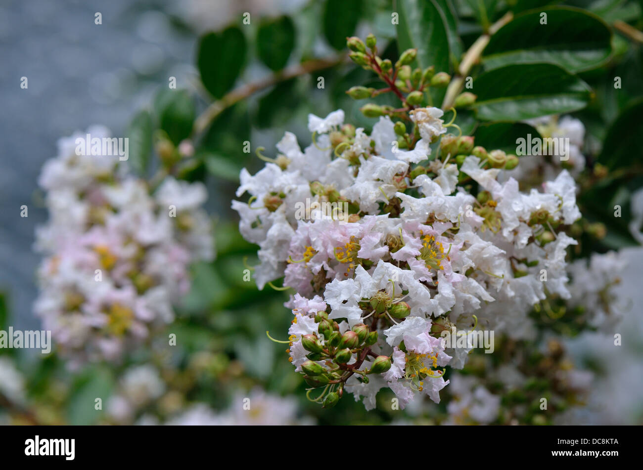 Lagerstroemia hi-res stock photography and images - Alamy