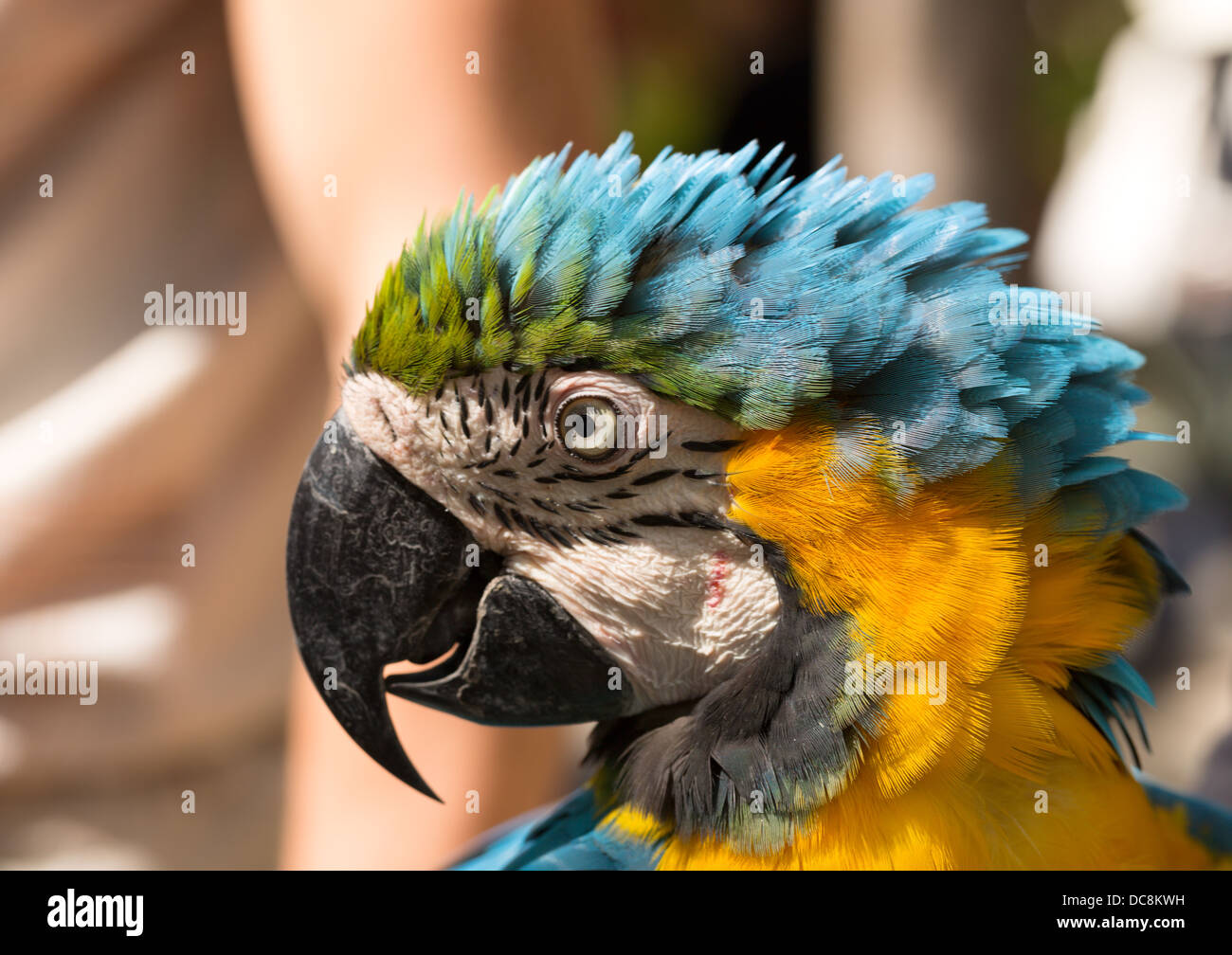 parrot in a profile close-up Stock Photo - Alamy