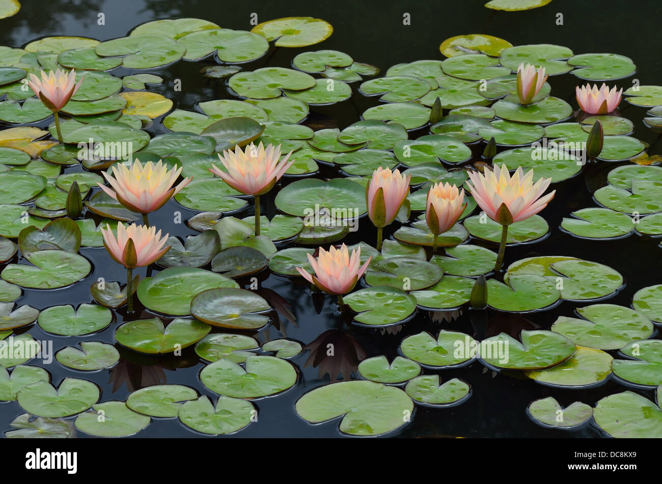 Cluster of water lilies hi-res stock photography and images - Alamy
