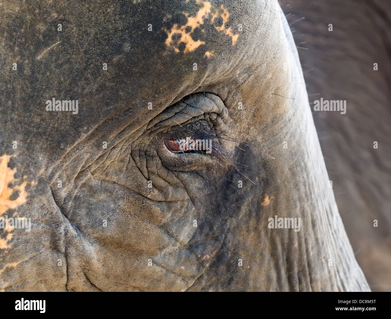 face close-up of an African elephant Stock Photo - Alamy