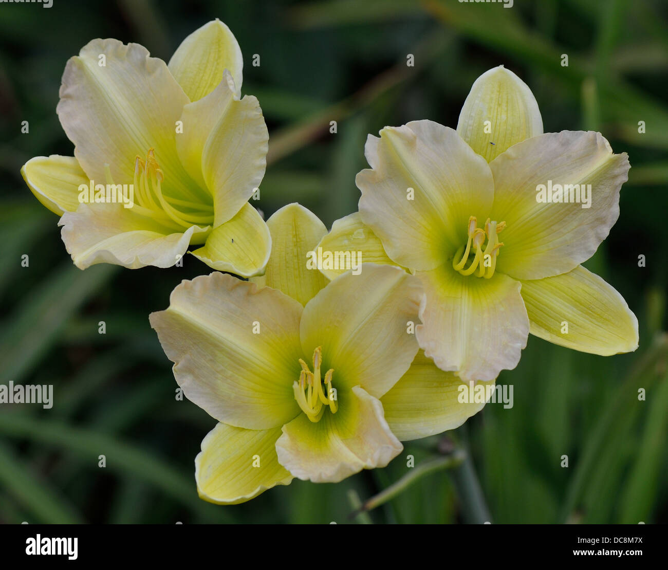 Pale Yellow Stock Flower