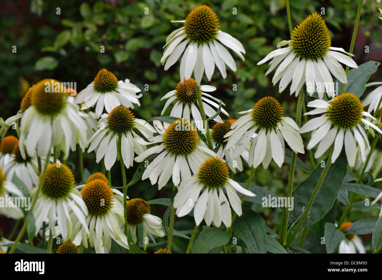 White cone flowers close up Echinacea purpurea alba Stock Photo - Alamy