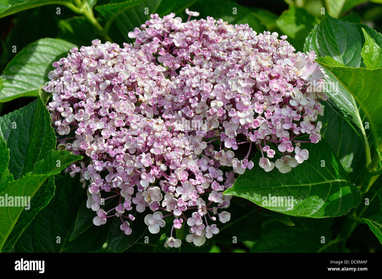Pink hydrangea blossom close up Stock Photo - Alamy