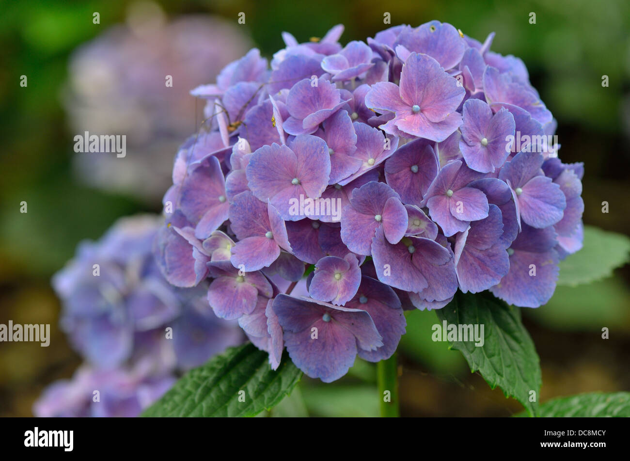 Close up purple hydrangea flowers hi-res stock photography and images ...