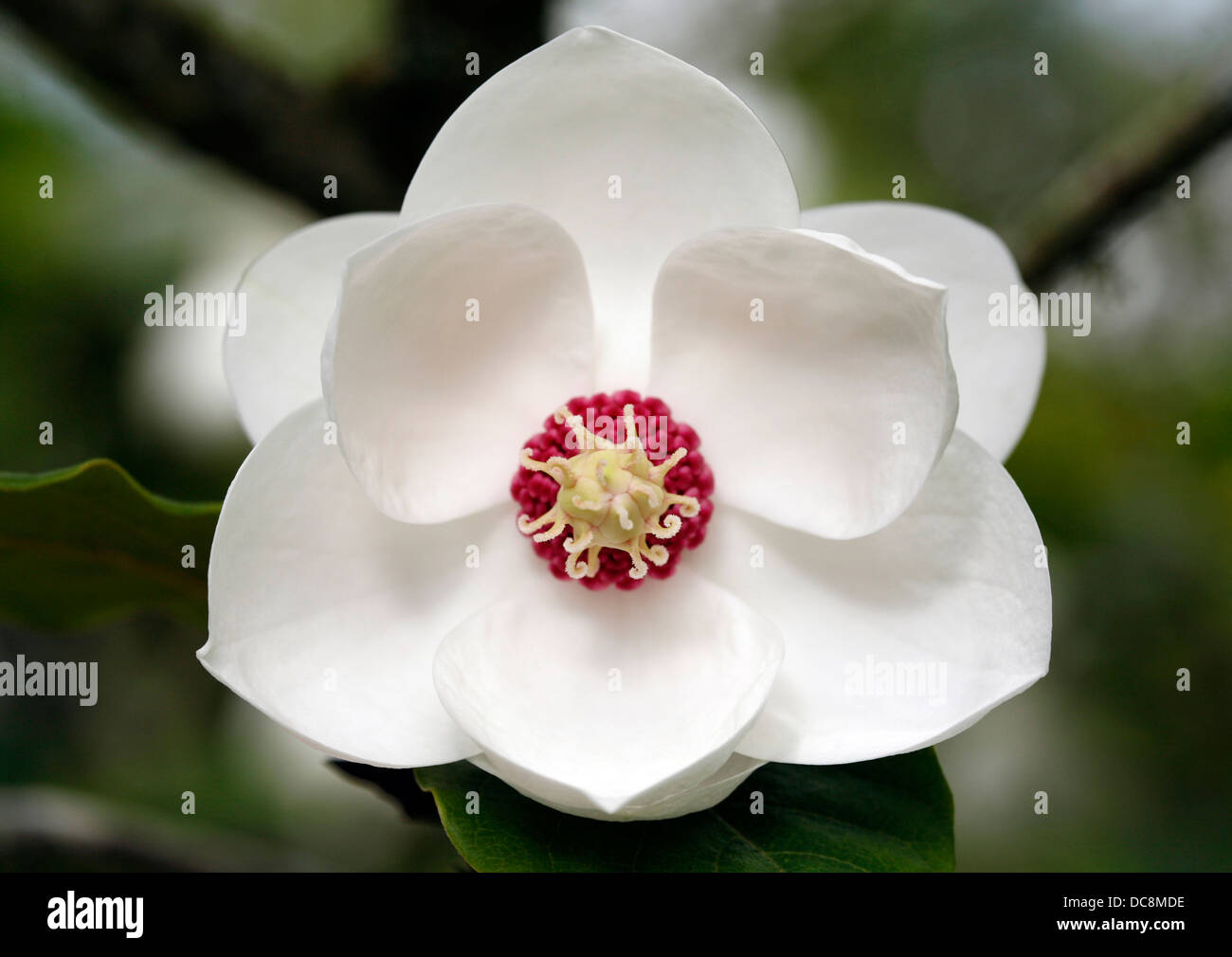 Wilsonii hi-res stock photography and images - Alamy