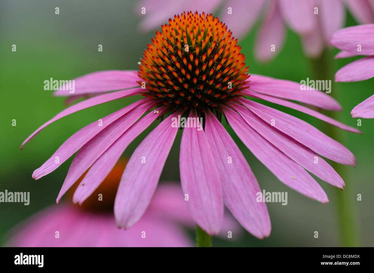 Purple Cone flower close up Echinacea purpurea Stock Photo - Alamy