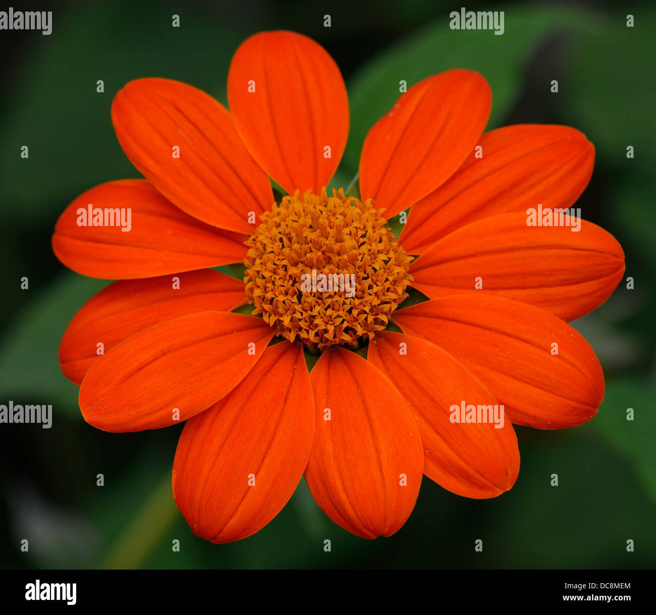 Tithonia rotundifolia hi-res stock photography and images - Alamy