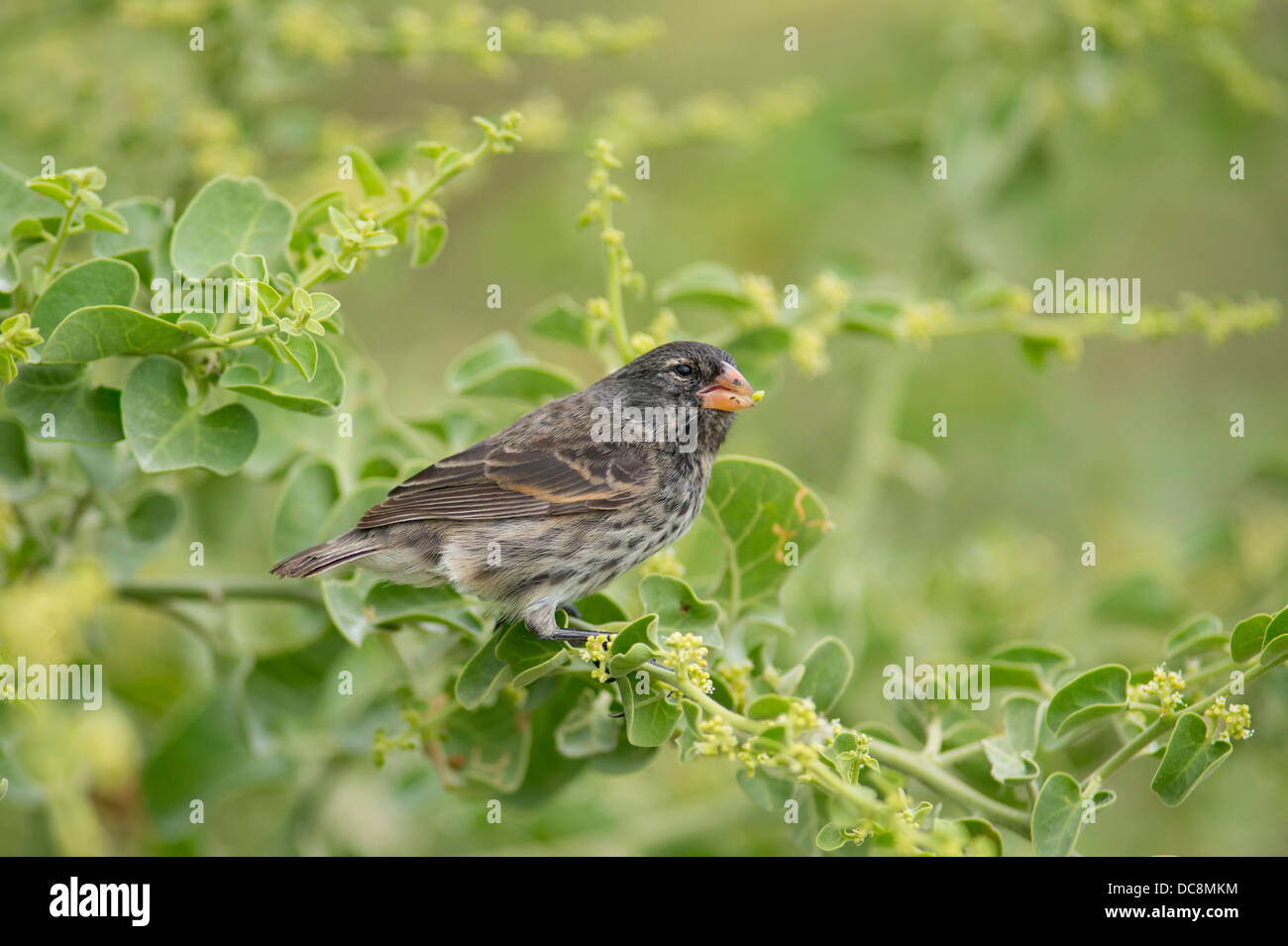 Ecuador, Galapagos, Lobos Island. Finch in tree Stock Photo - Alamy