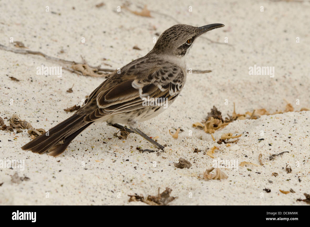 Ecuador, Galapagos, Espanola Island (aka Hood Island), Gardner Bay ...