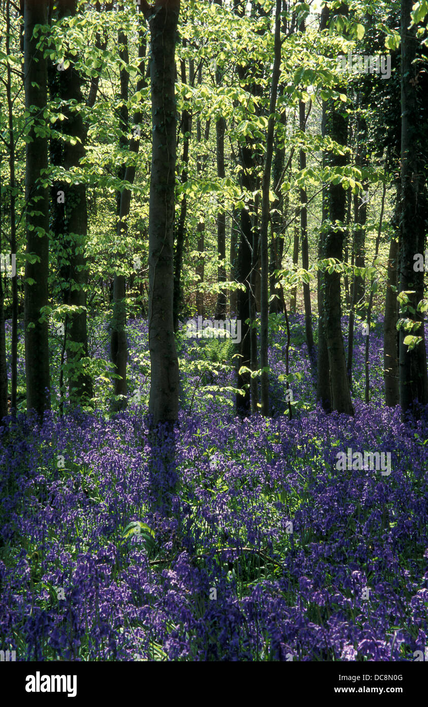 Slindon woods hi-res stock photography and images - Alamy
