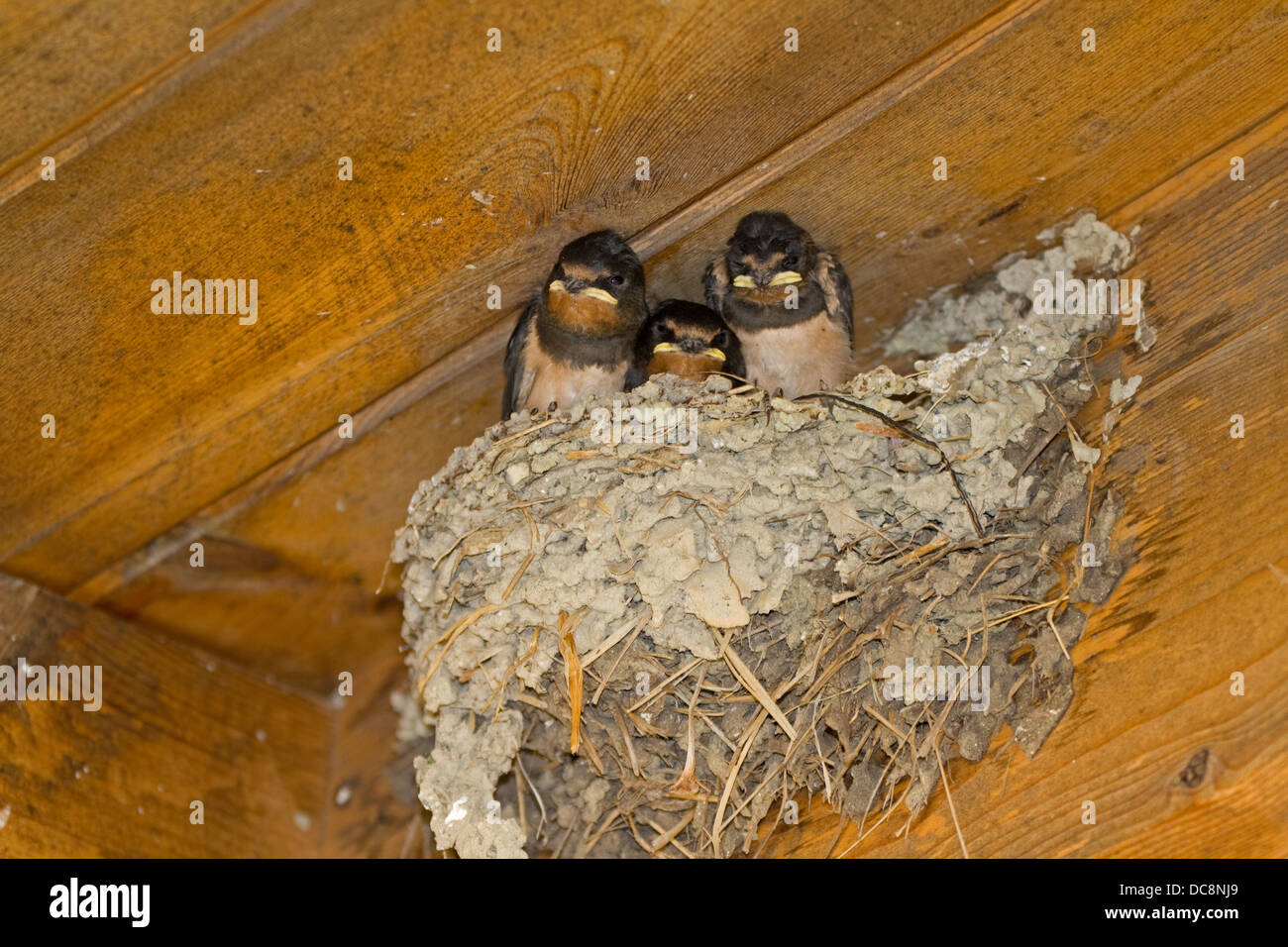 Baby european swallows in nest corfu greece hi-res stock photography ...