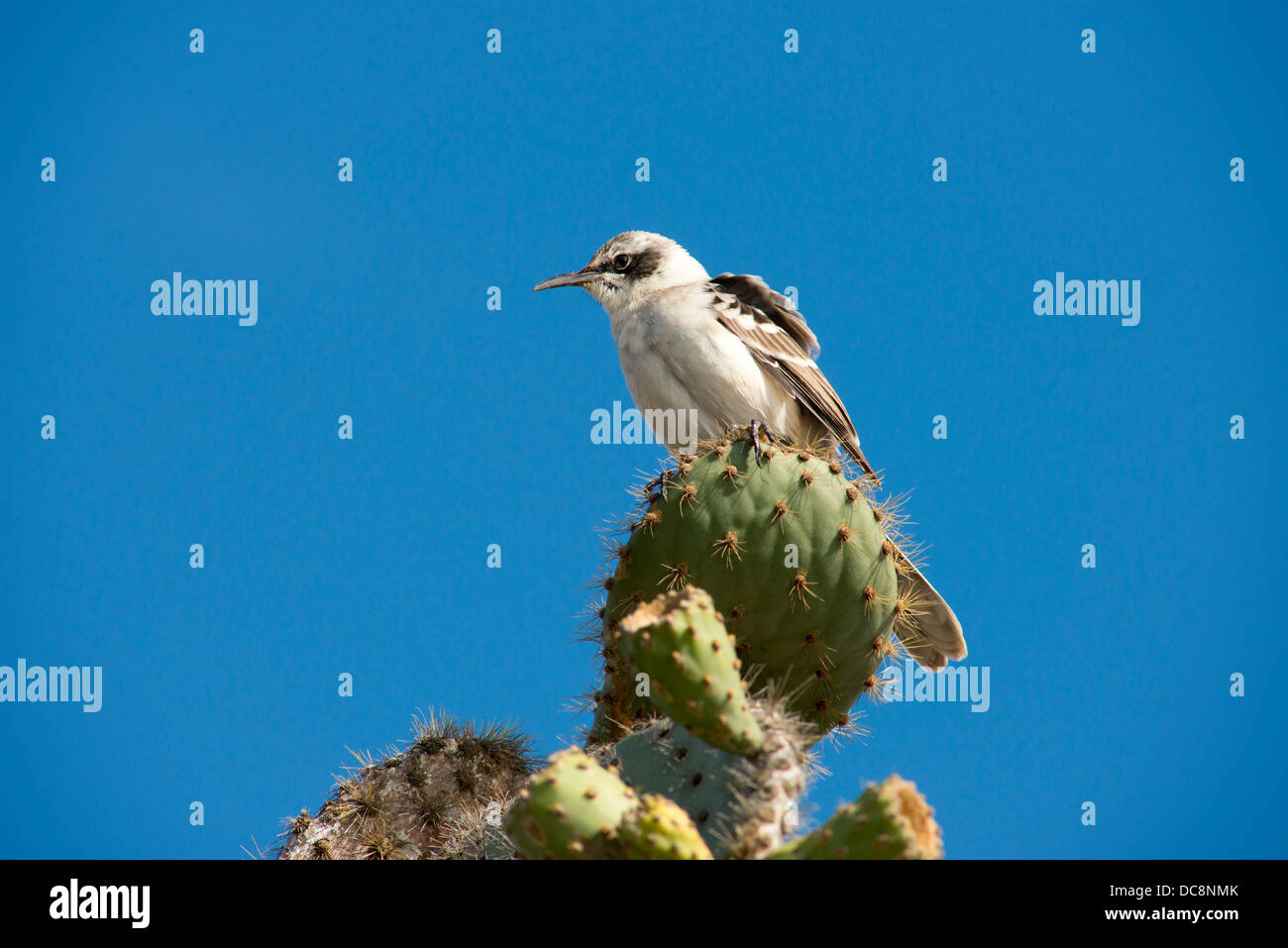 Ecuador, Galapagos, Santa Fe. Galapagos Mockingbird on Giant prickly ...
