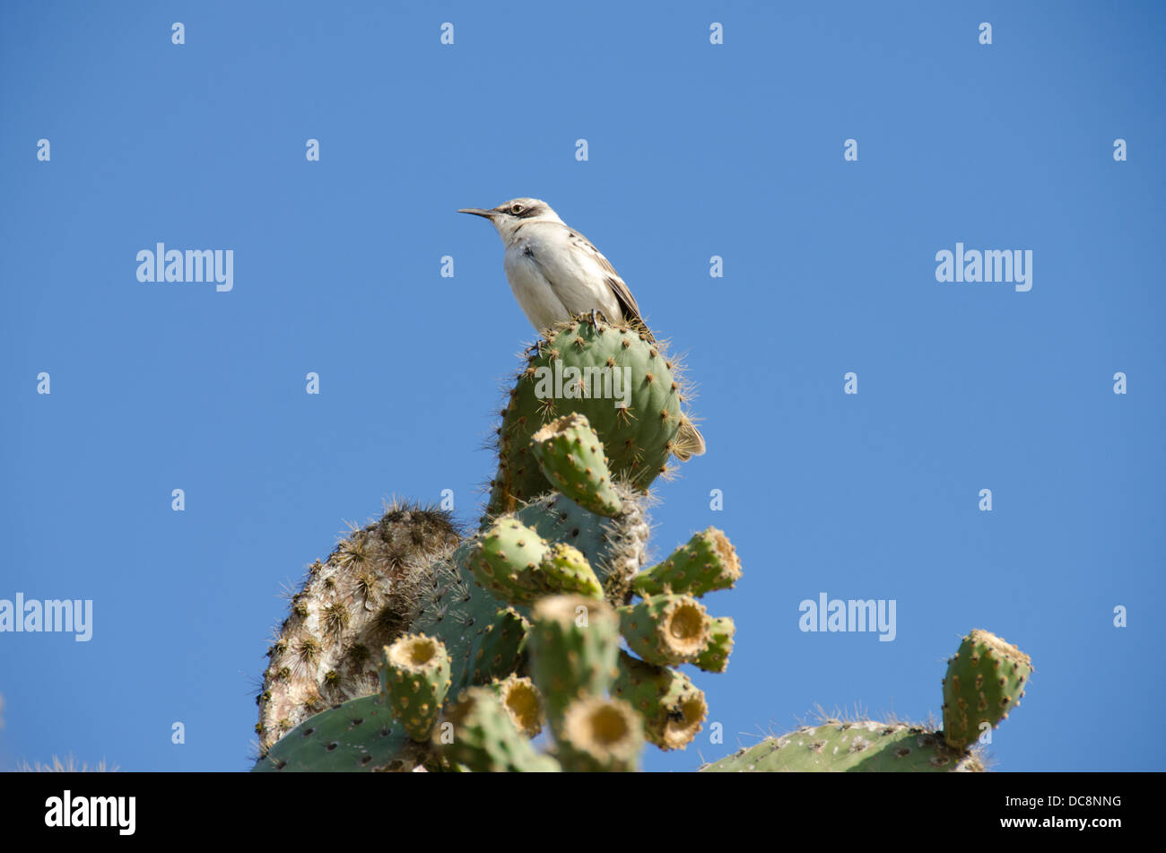 Ecuador, Galapagos, Santa Fe. Galapagos Mockingbird on Giant prickly ...