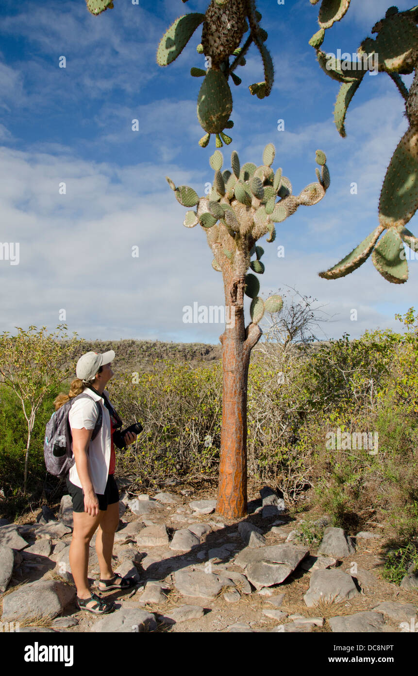Ecuador, Galapagos, Santa Fe. Giant prickly pear cactus (endemic ...