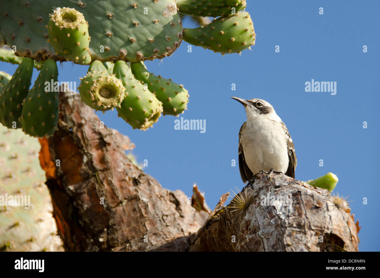 Ecuador, Galapagos, Santa Fe. Galapagos Mockingbird on Giant prickly ...