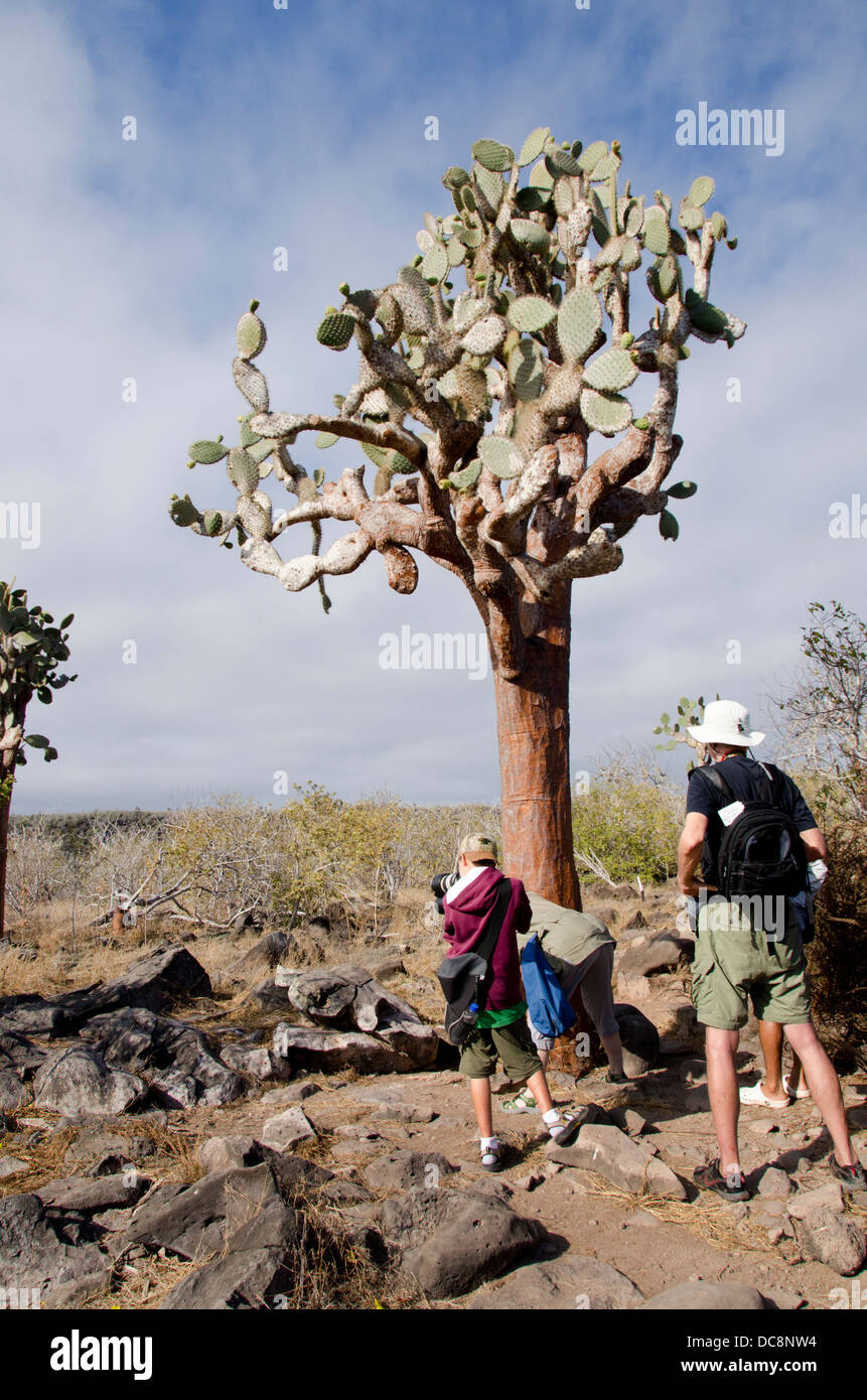 Ecuador, Galapagos, Santa Fe. Giant prickly pear cactus. Tourists ...