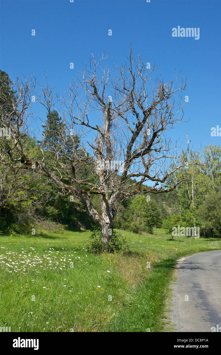 A dead walnut (Juglans regia) in Dordogne, France Stock Photo - Alamy