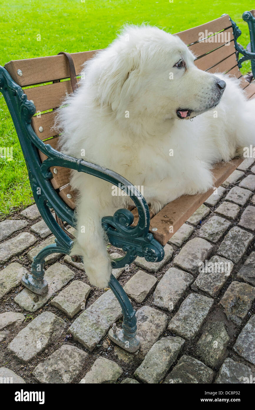 A Great Pyrenees dog resting on a park bench in the King's Square in St ...