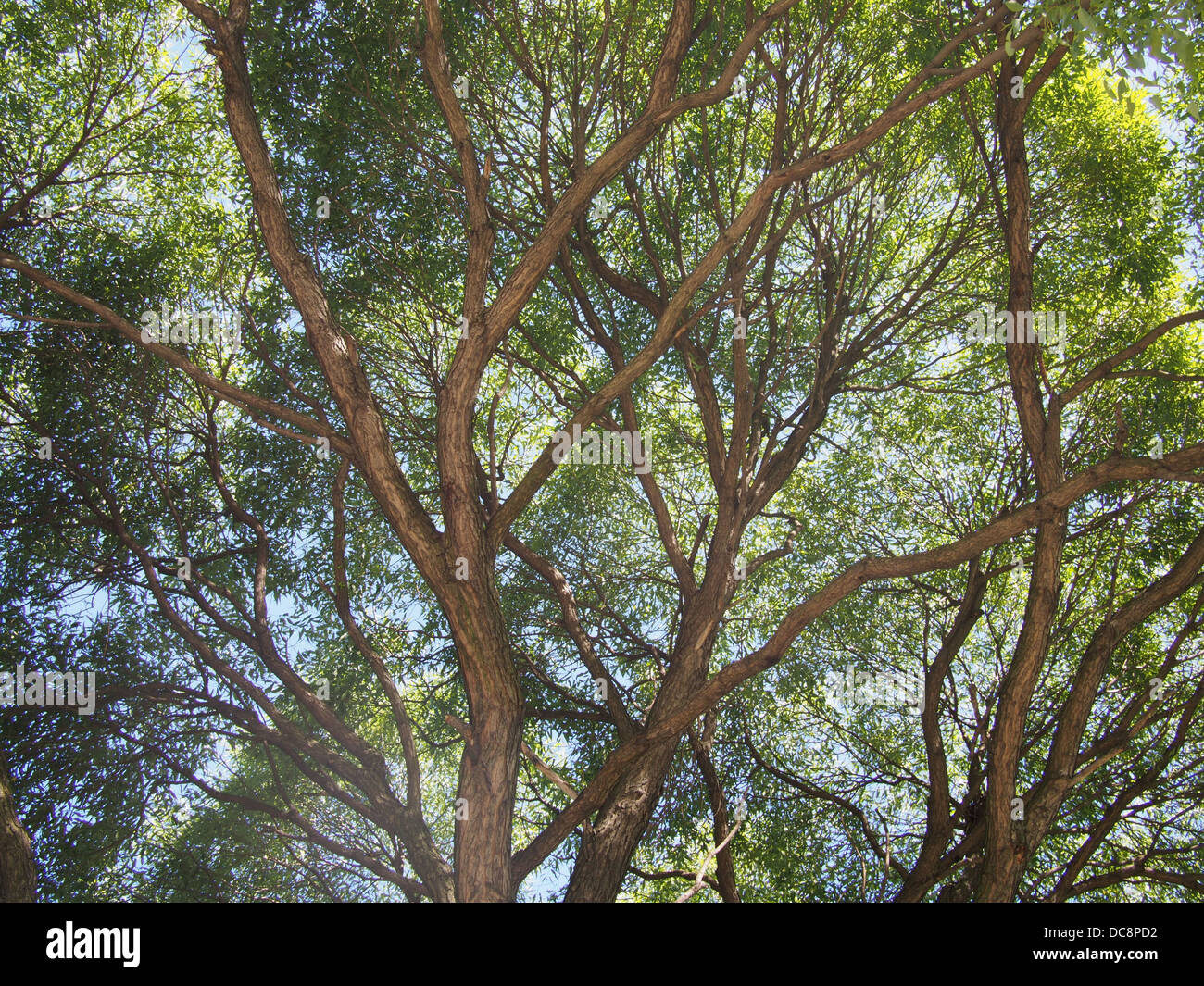 trunk of the tree Stock Photo - Alamy