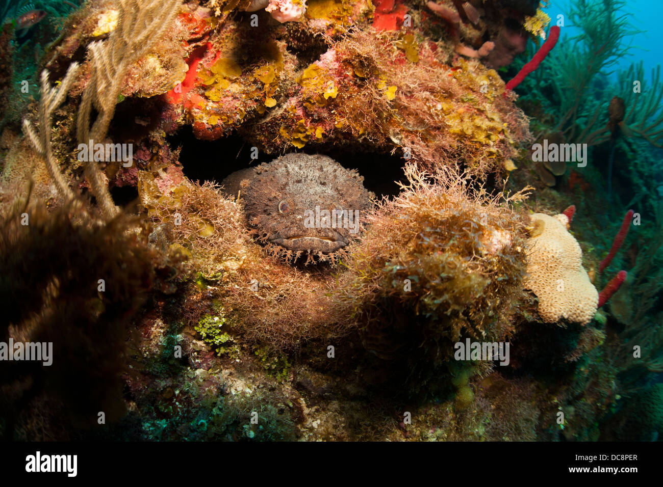 Large Eye Toadfish (Batrachoides gilberti) hiding in a crevice on a ...