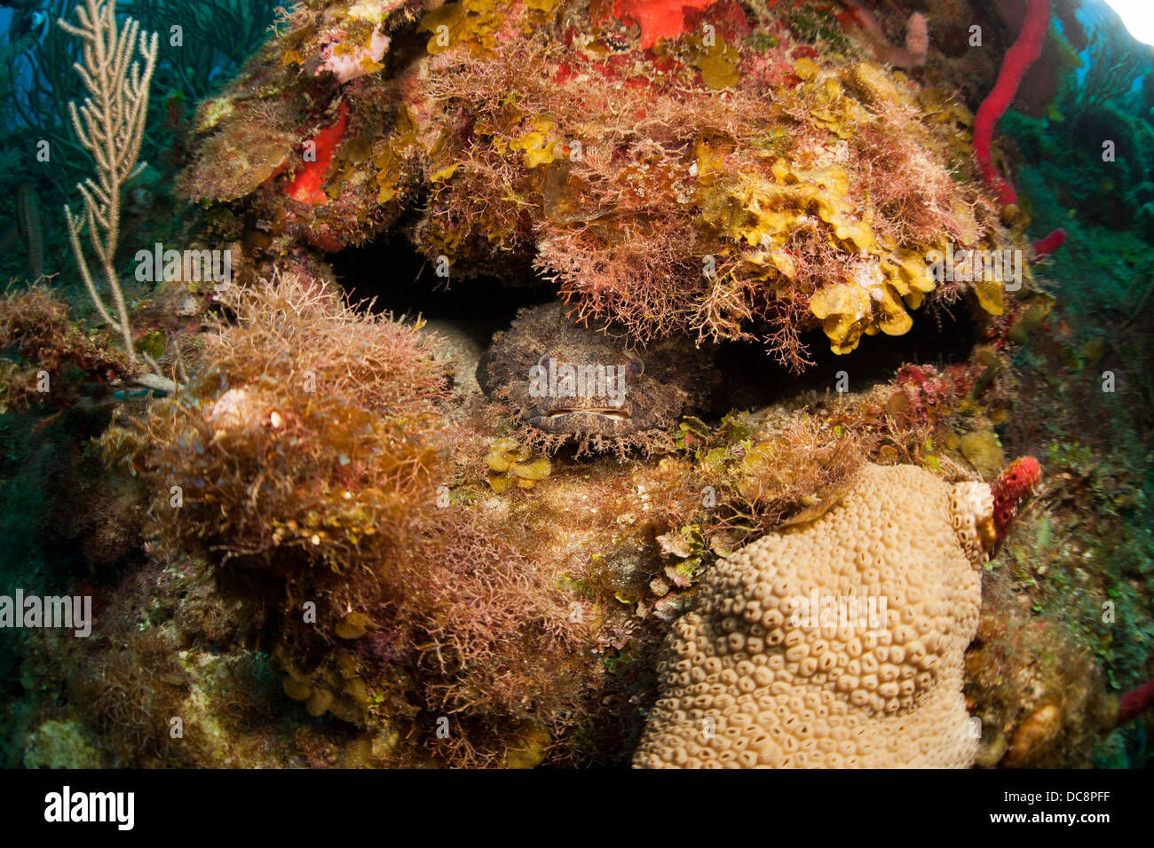 Toadfish hi-res stock photography and images - Alamy
