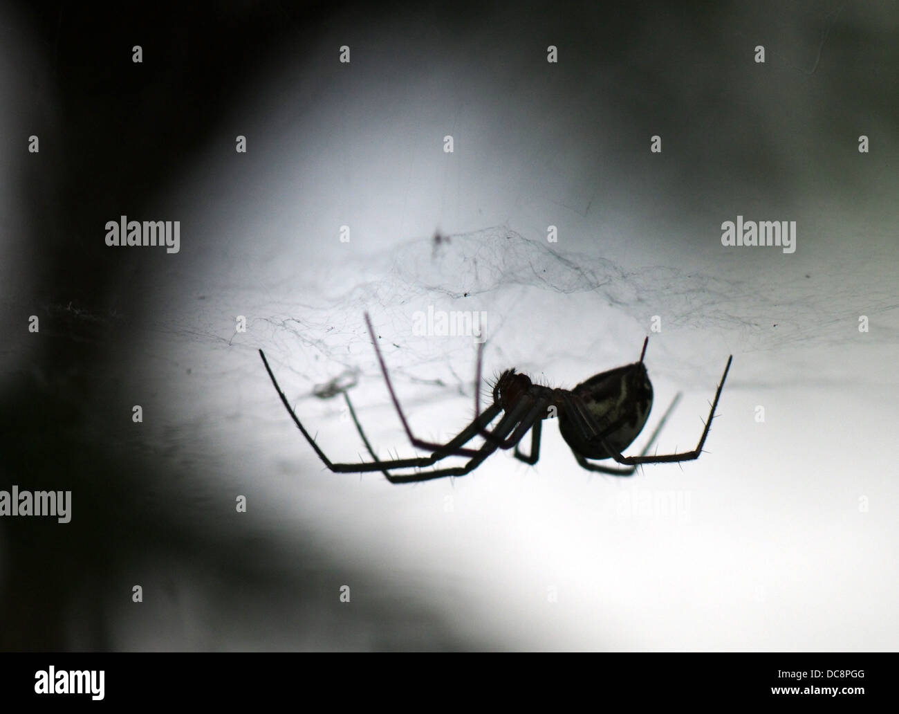 Spider strings hi-res stock photography and images - Alamy