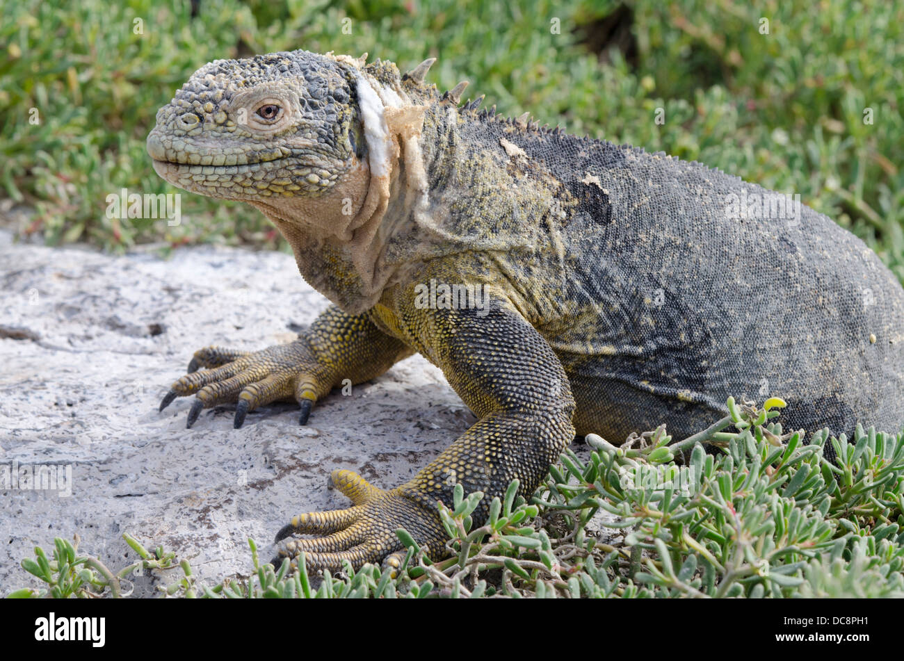 Ecuador, Galapagos, South Plaza Island. Endemic land iguana (Wild ...