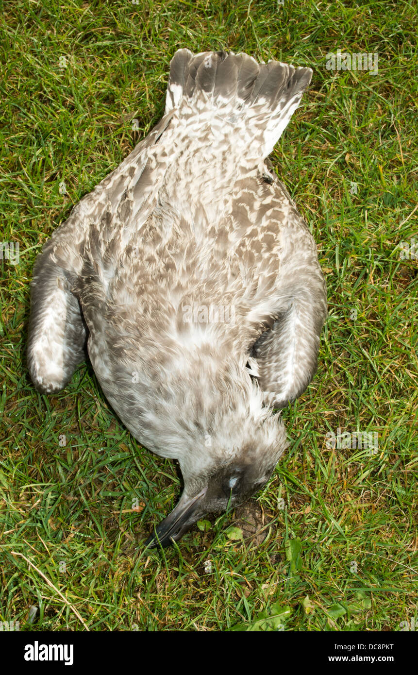 Dead seagull hi-res stock photography and images - Alamy