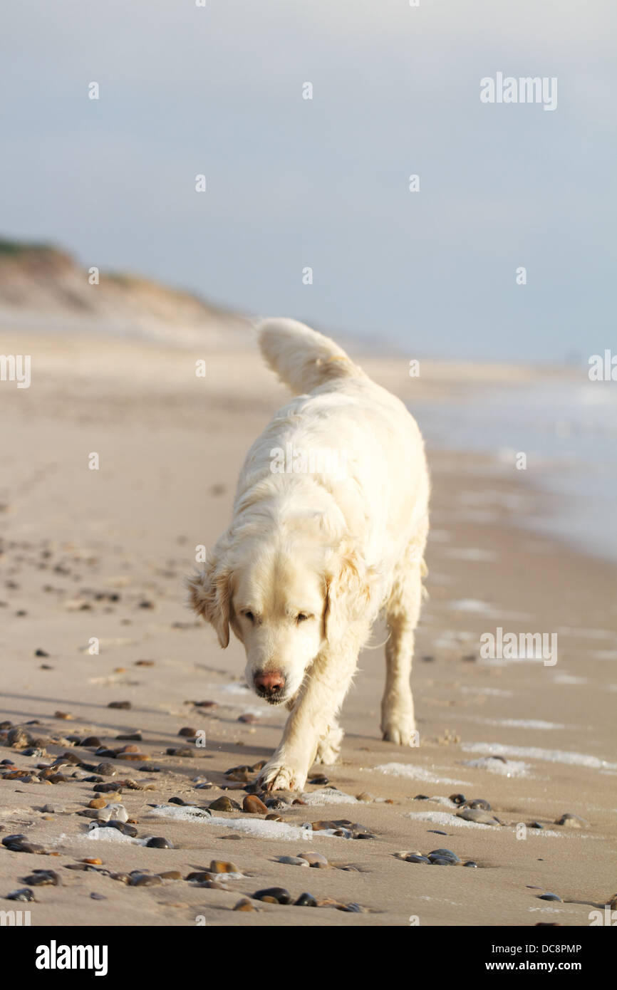 Labrador retriever running on Sondervig beach - DK Stock Photo - Alamy