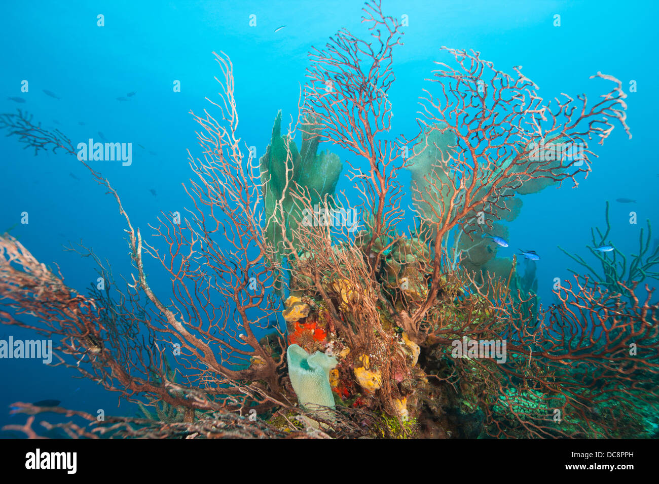 Deepwater sea fan hi-res stock photography and images - Alamy
