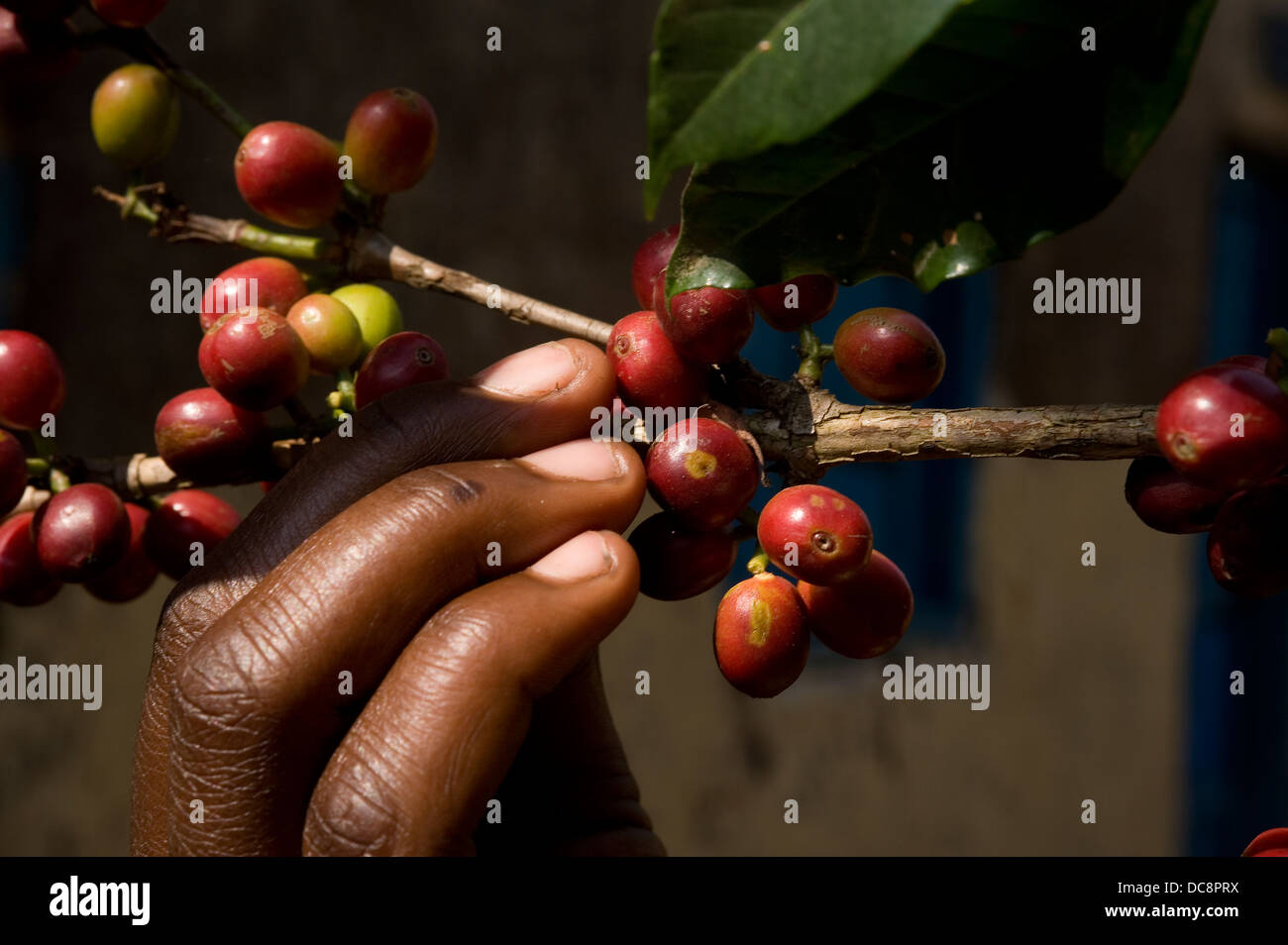 Ethiopia zone 9 hi-res stock photography and images - Alamy