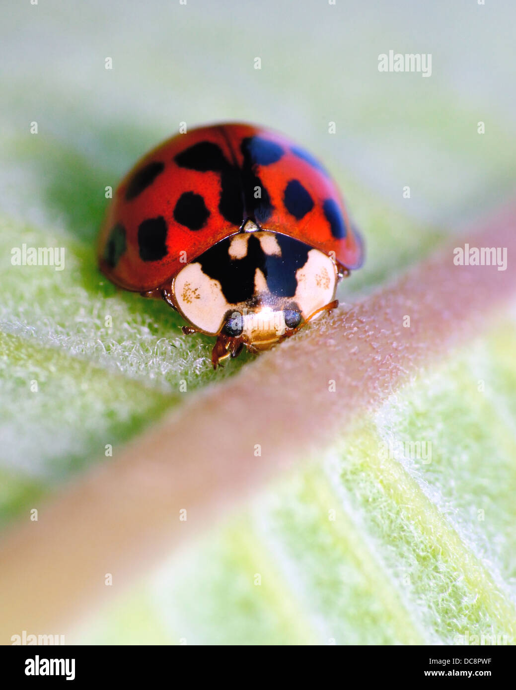 Ladybug insect hi-res stock photography and images - Alamy